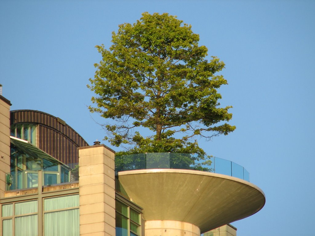 tree on the roof! - Vancouver