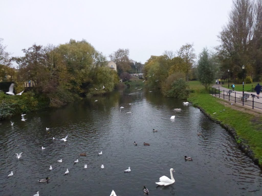 Swans on the river - Chippenham
