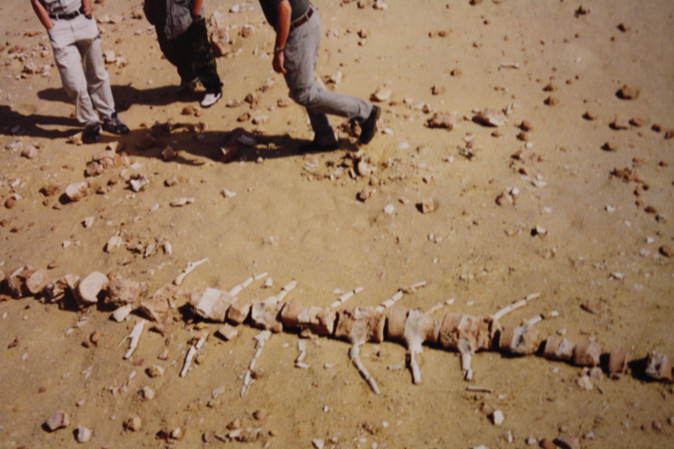 Whale Valley Core Area