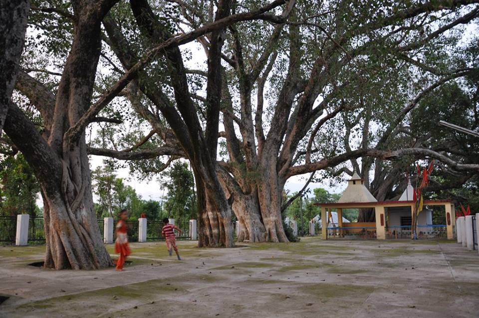 THARU - Dehra Dehra