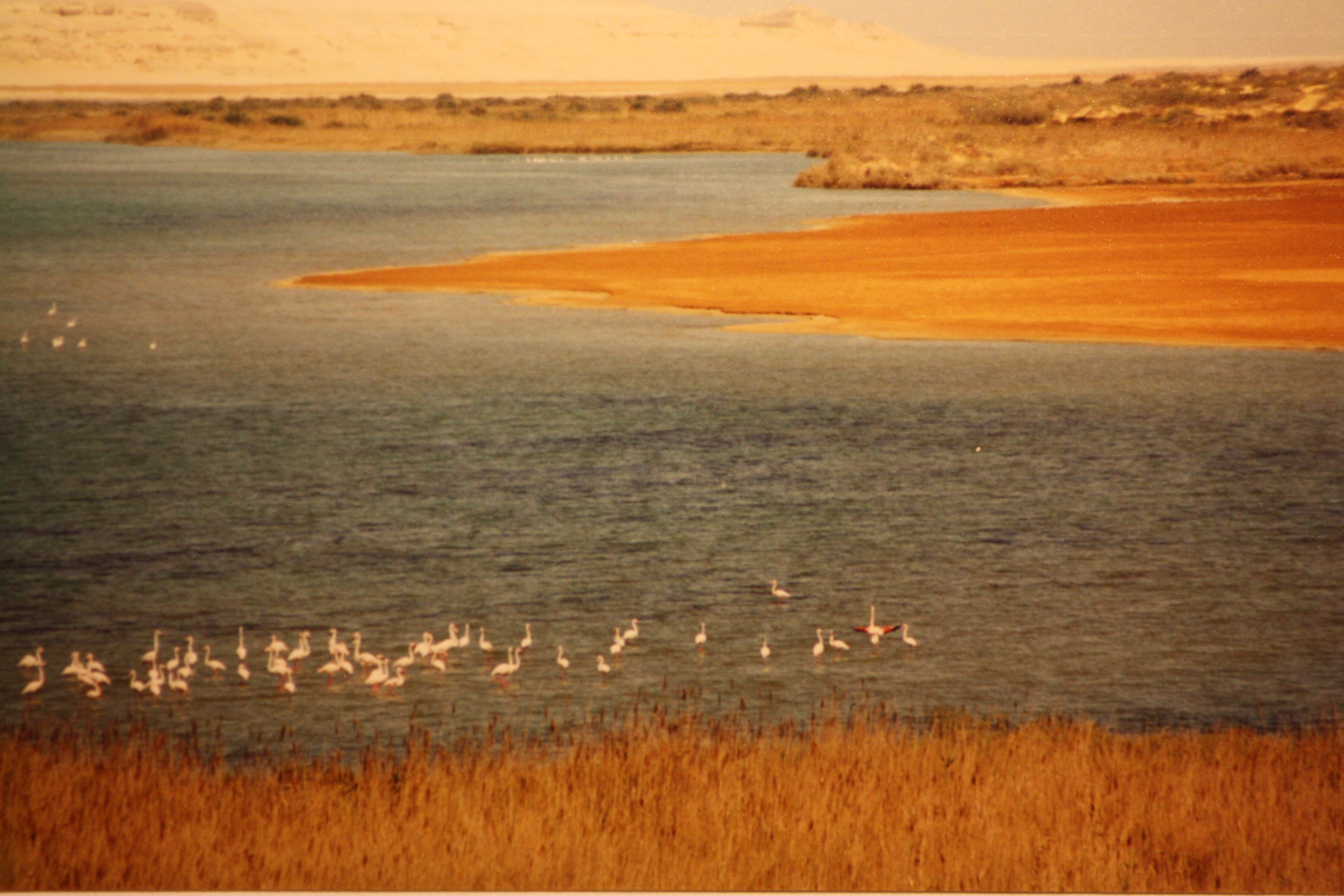 Oasis of Sitra