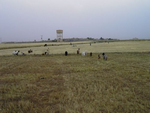 Til Zîwan