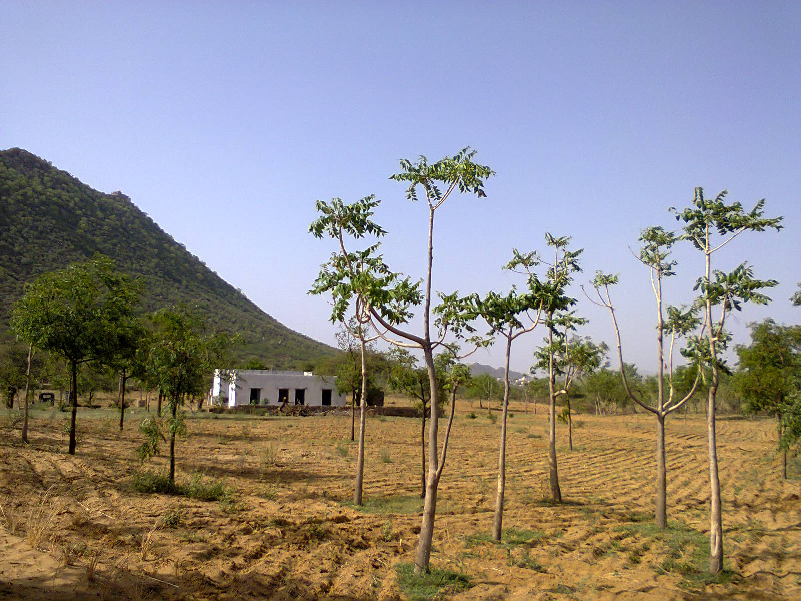 Neem Tree Farm