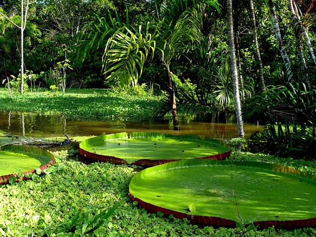 Amazônia National Park | nature conservation park / area, green area
