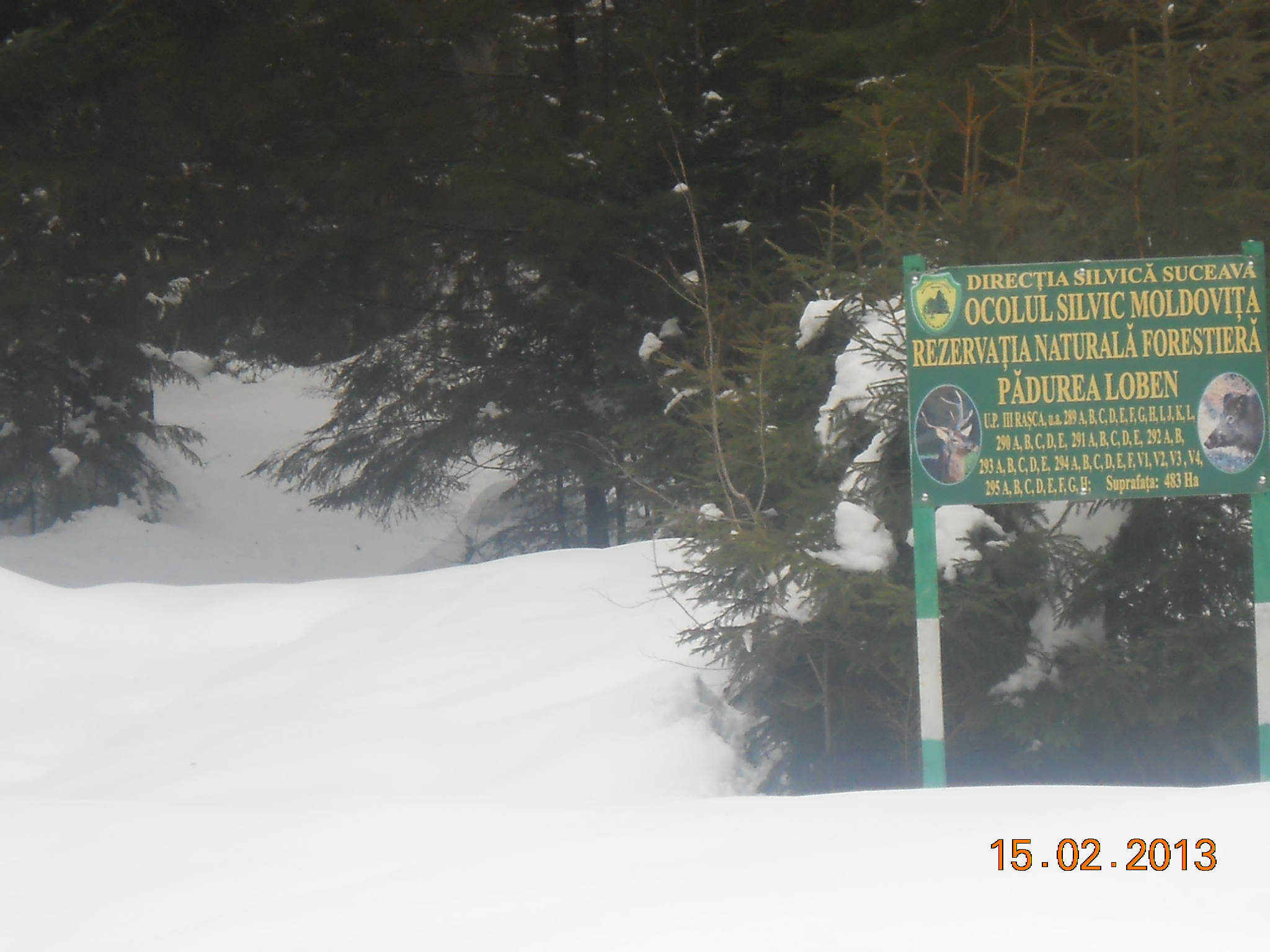 Codrul secular Pădurea Loben