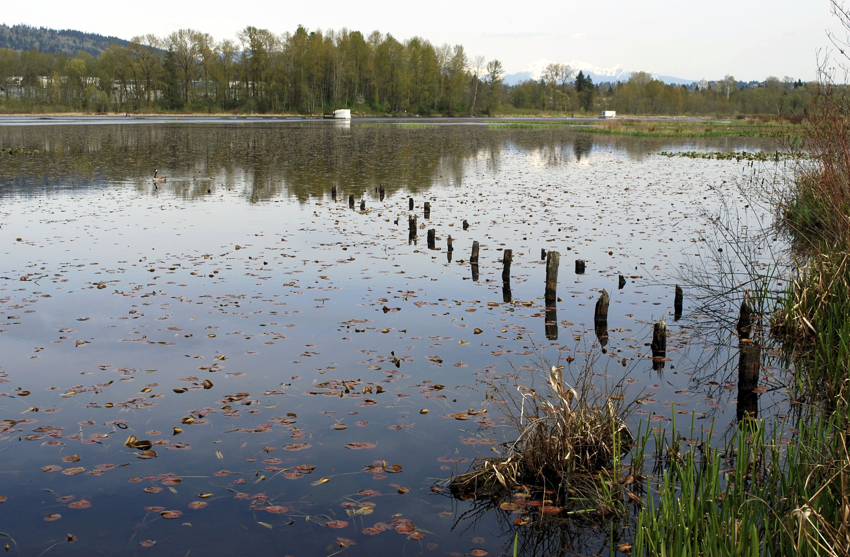 Burnaby Lake Regional Park - Burnaby, British Columbia