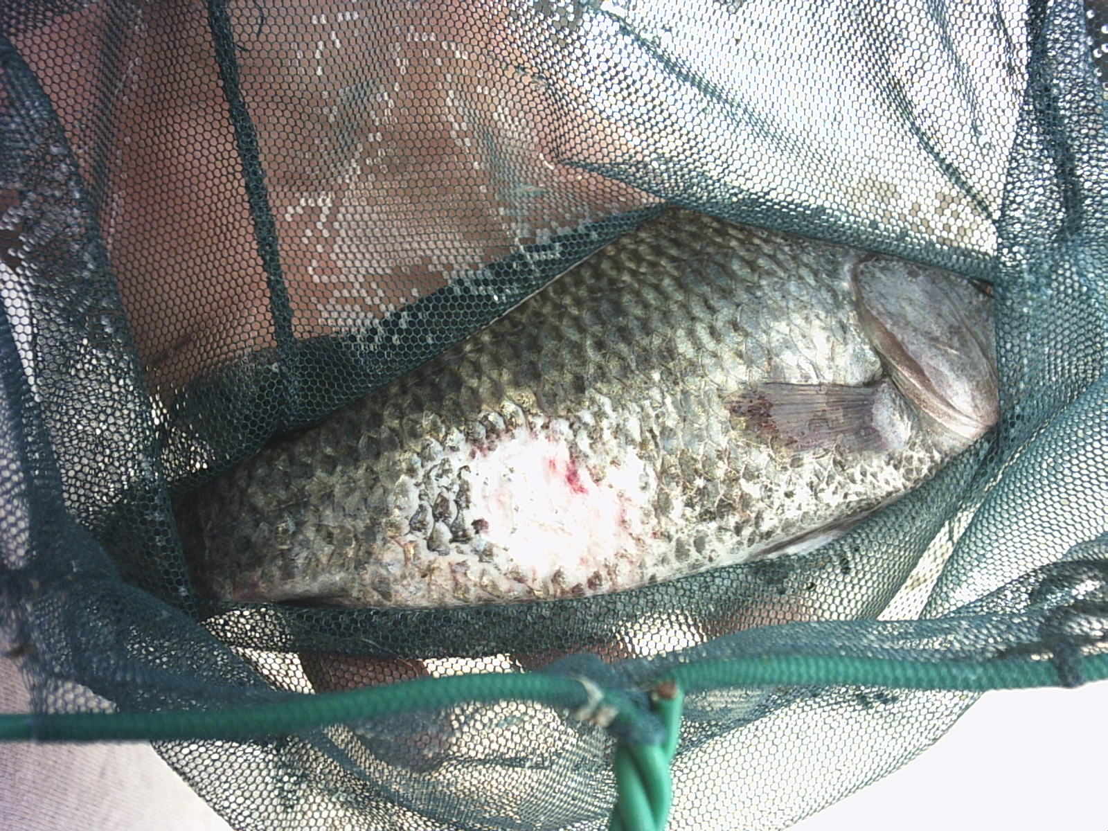 Abu Hanna's Fish Farm - Hawara area