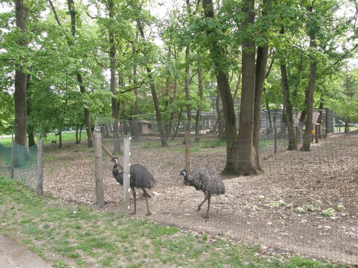 Struti - Târgu Mureş