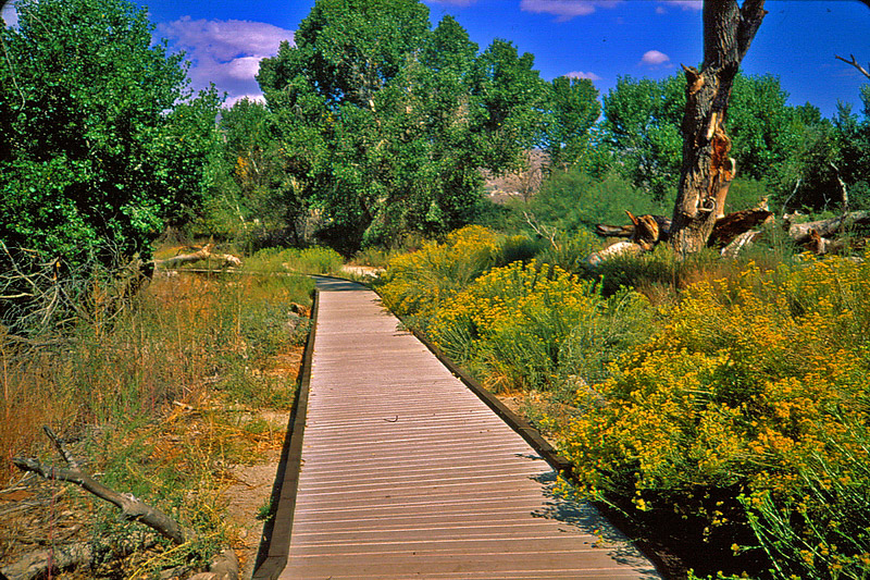 Big Morongo Canyon Preserve