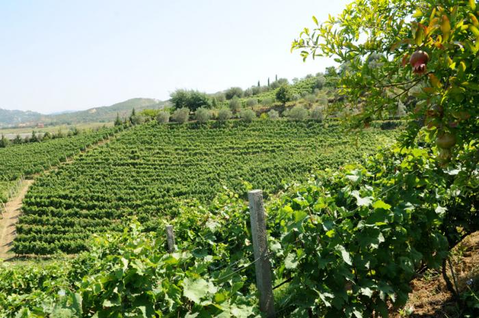Bardha Winery