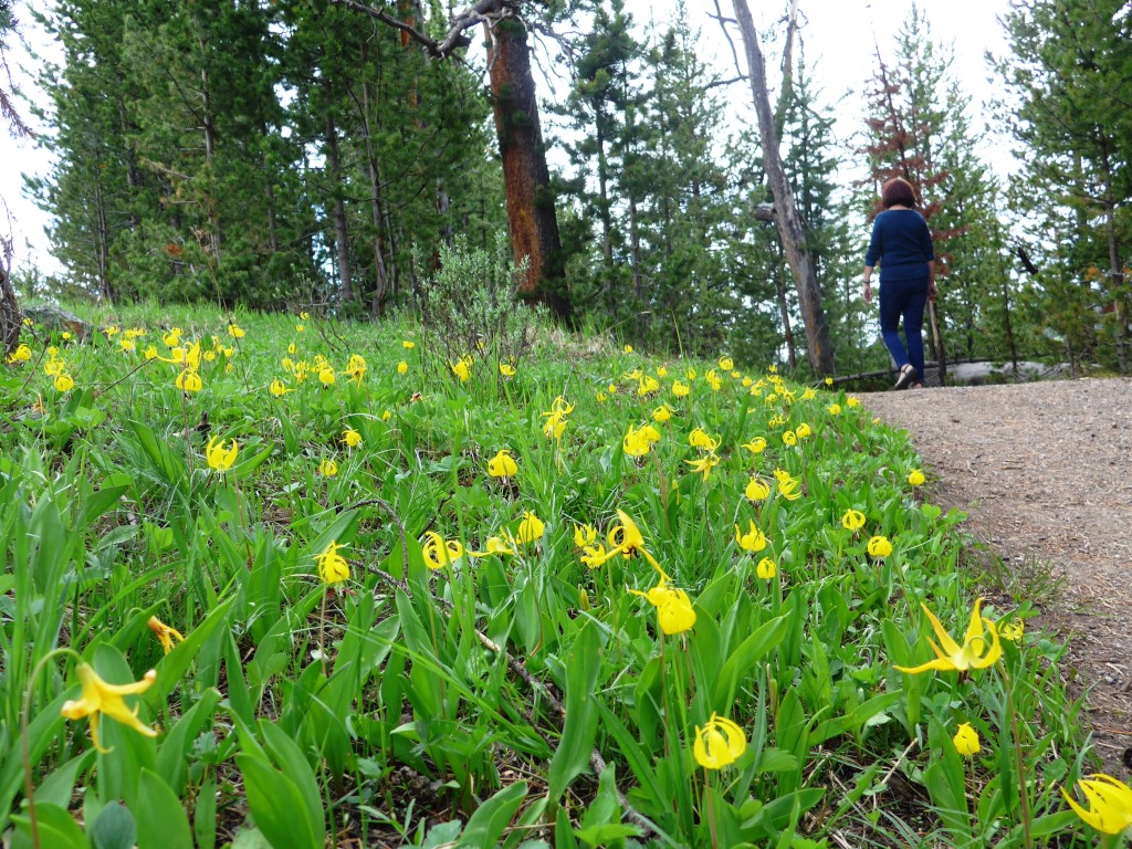 Uncle Tom's Trail Area