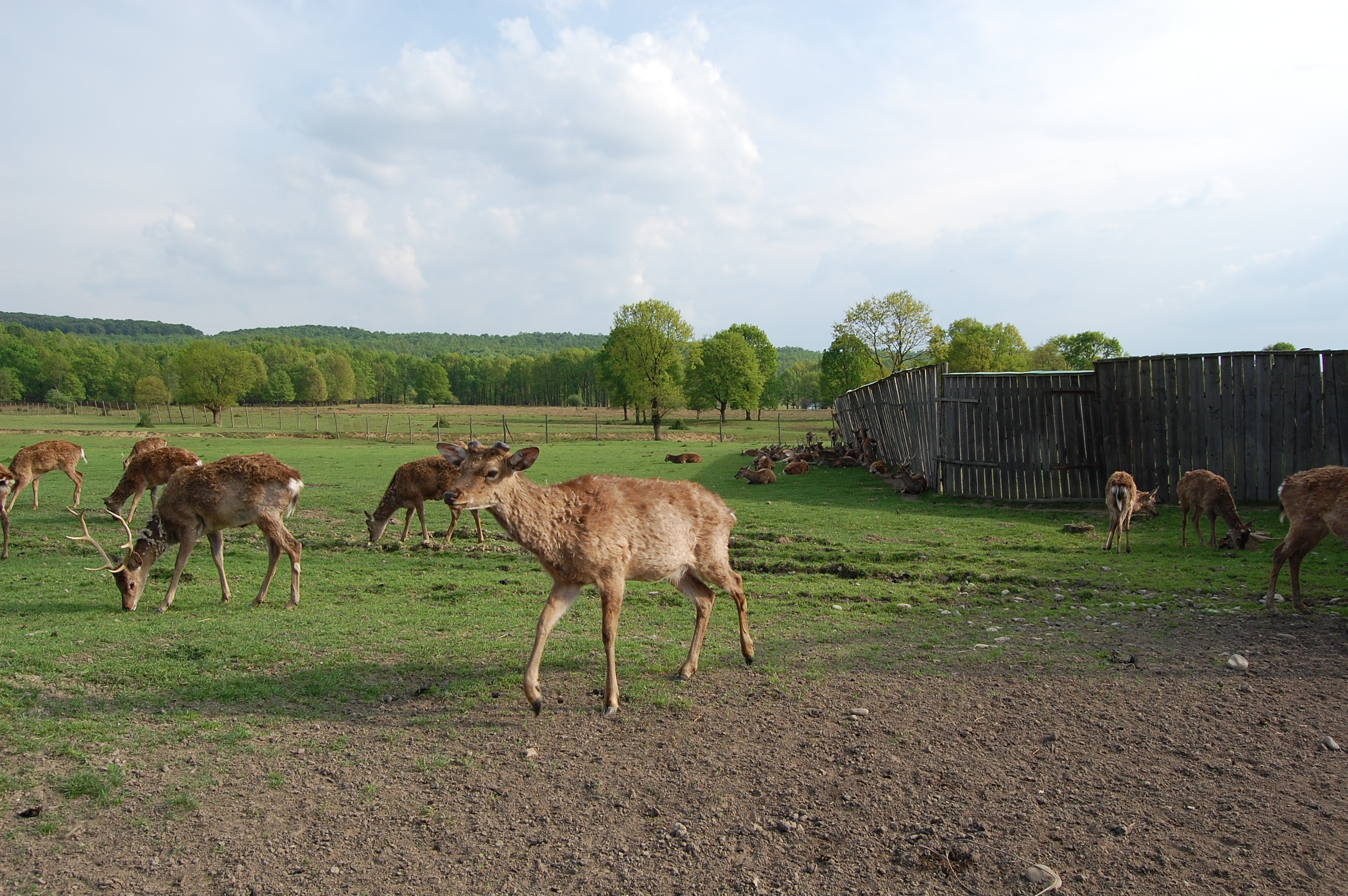 Deer farm