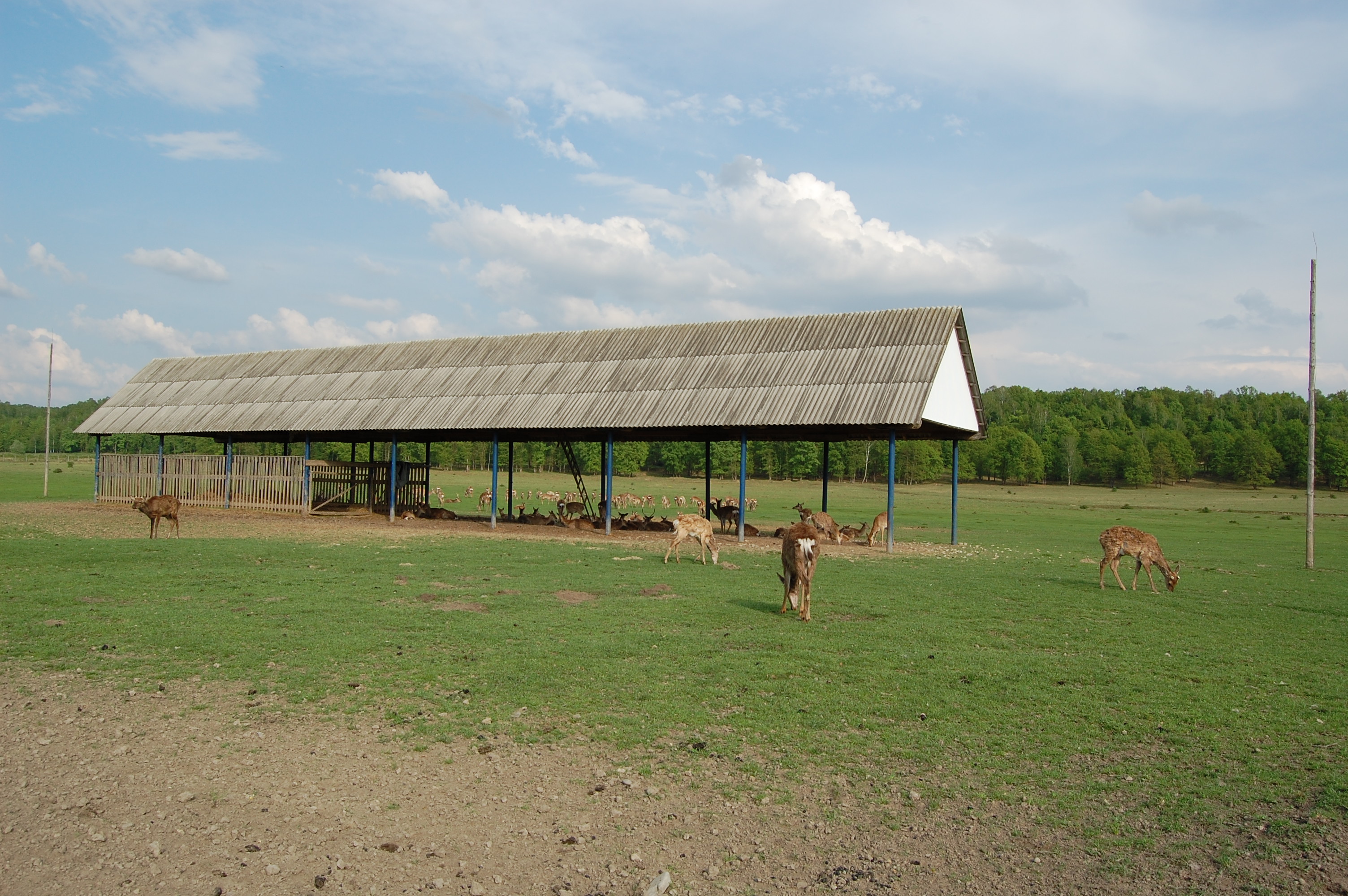 Deer farm