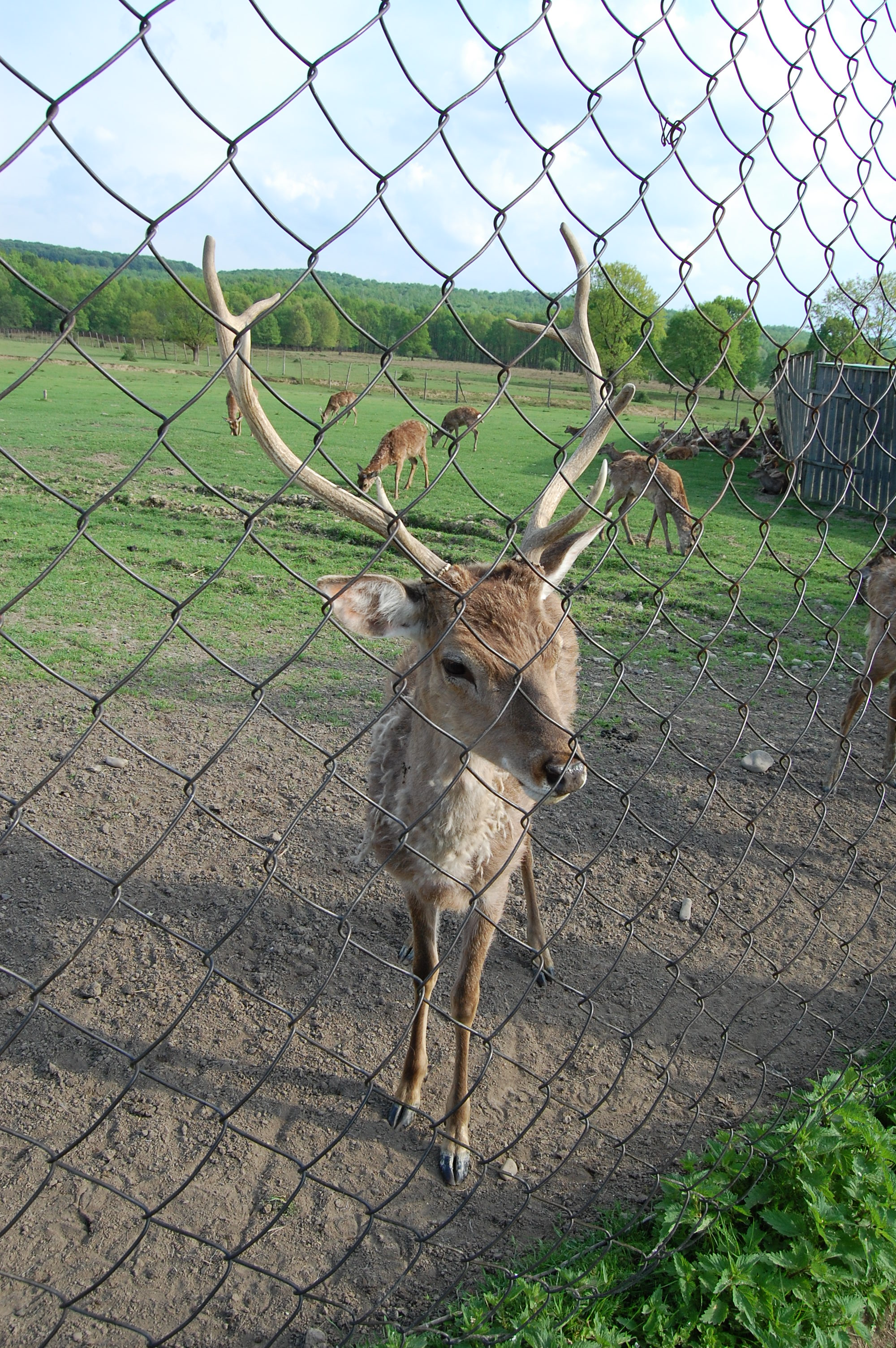 Deer farm
