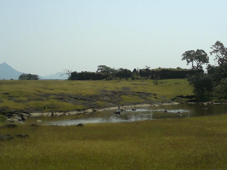 Pond