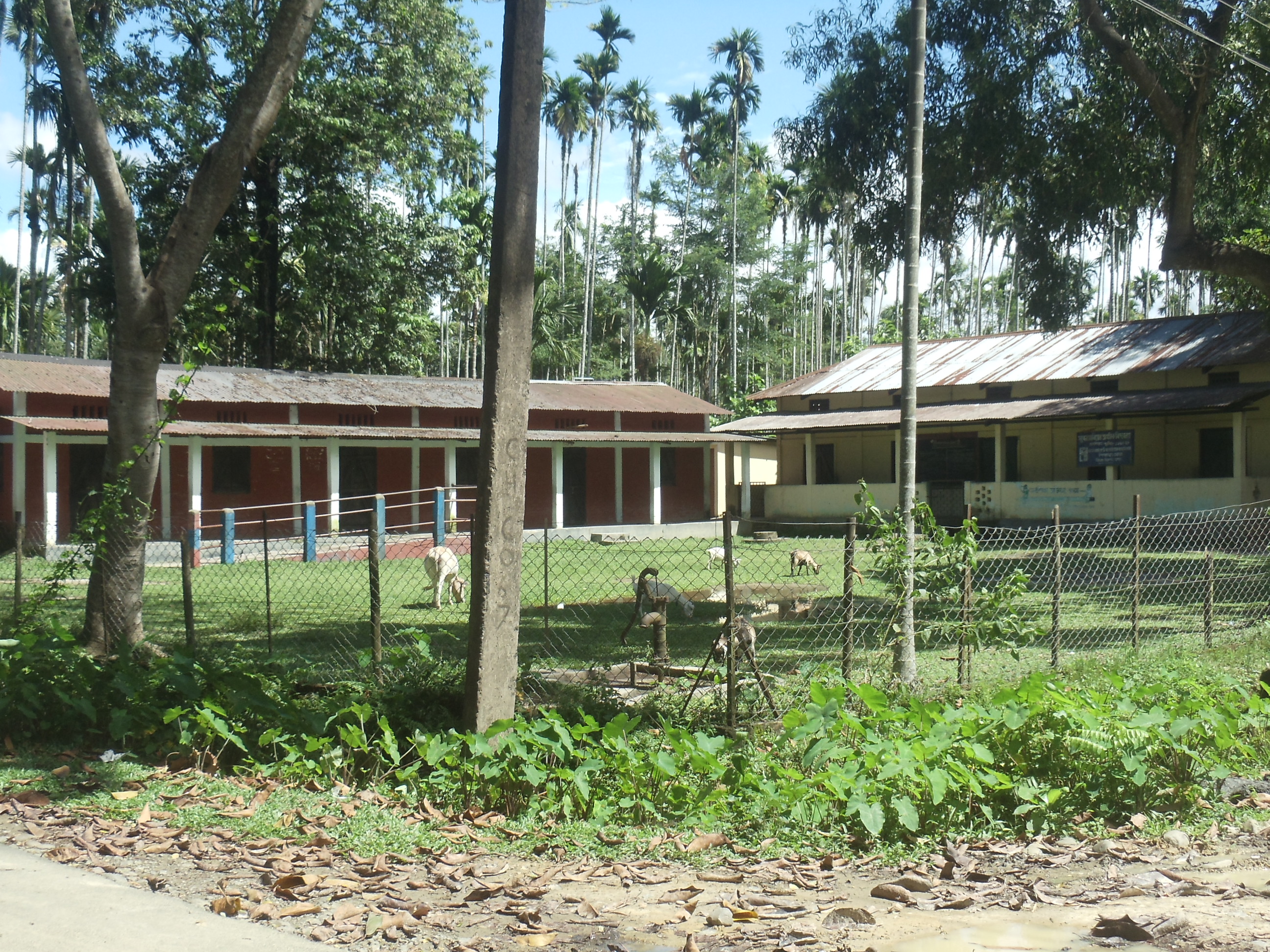 Rangchali L P School