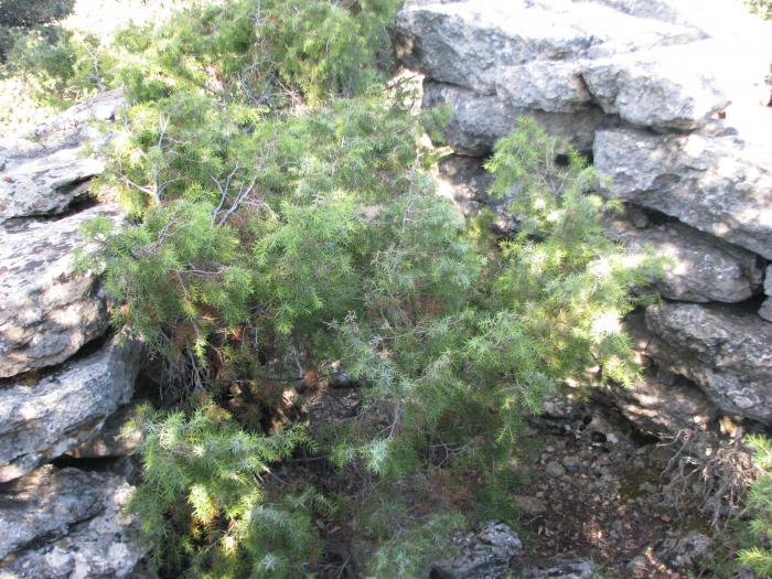 Nuraghe Monte Nieddu