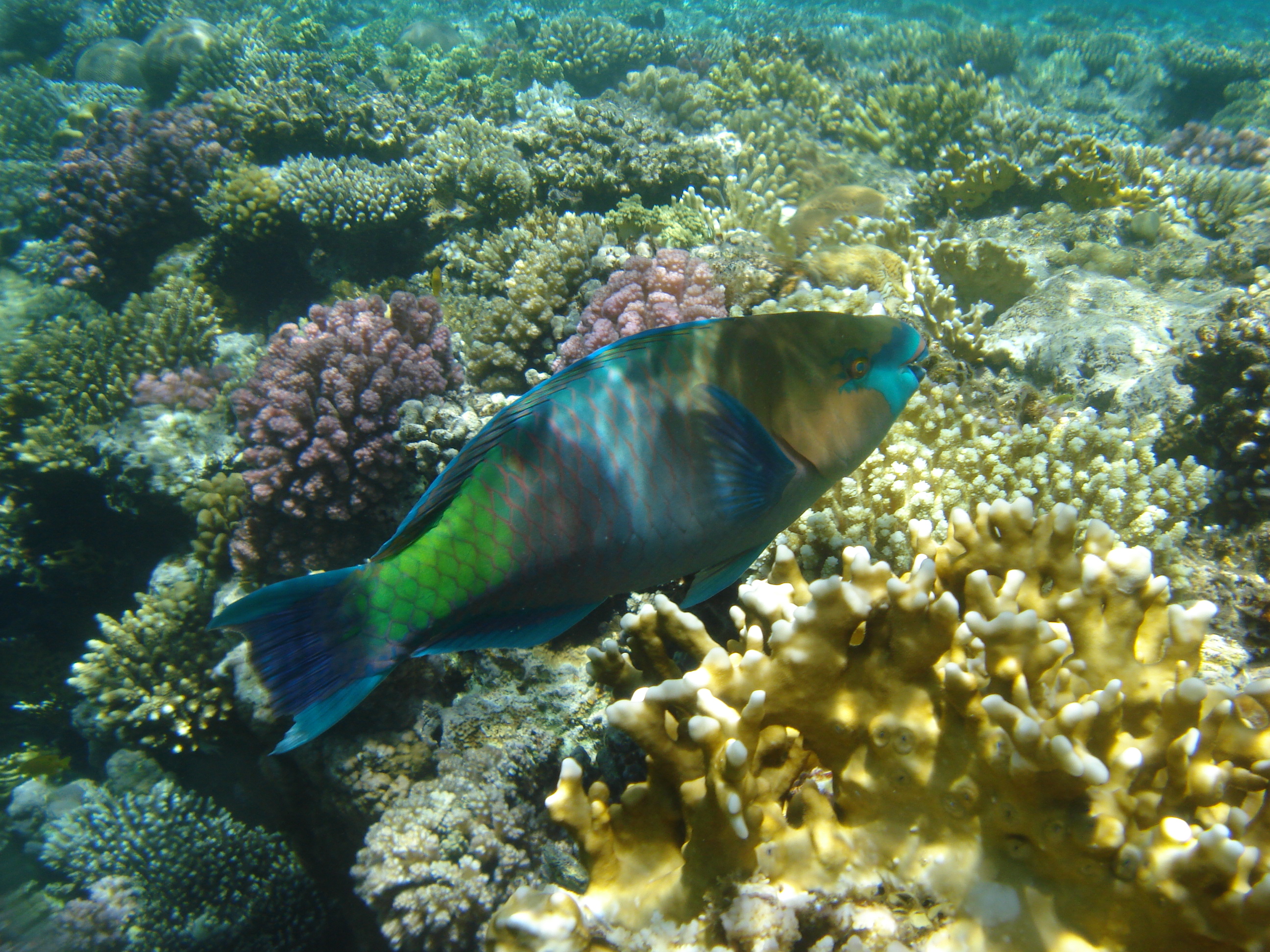 Ras Nasrani - Sharm El Sheikh | reef, cape (geography), snorkeling area
