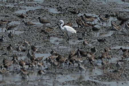 Sembilang National Park