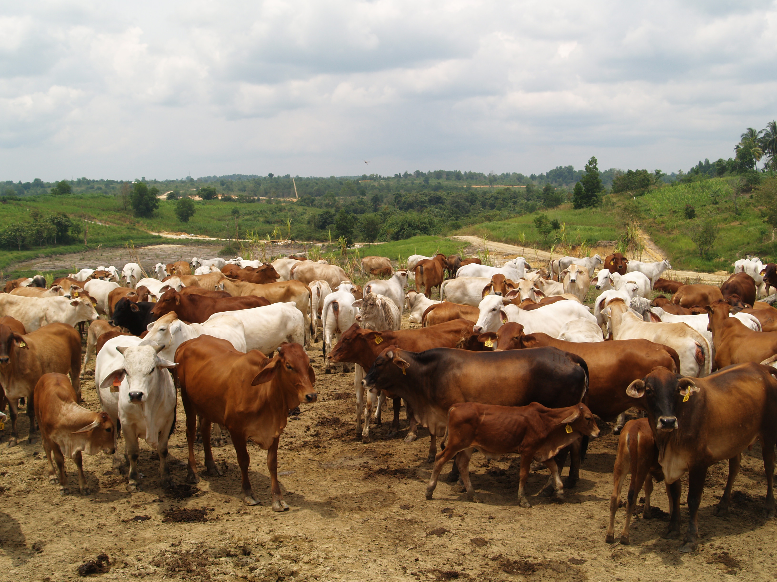 RIAU AGRO MANDIRI