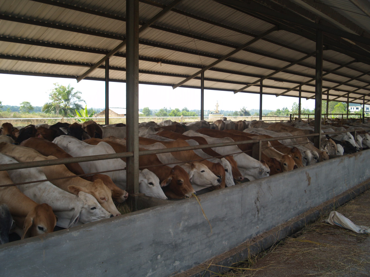 RIAU AGRO MANDIRI
