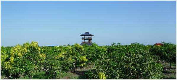 Ladang Mempelam 'Tobiar Gold'