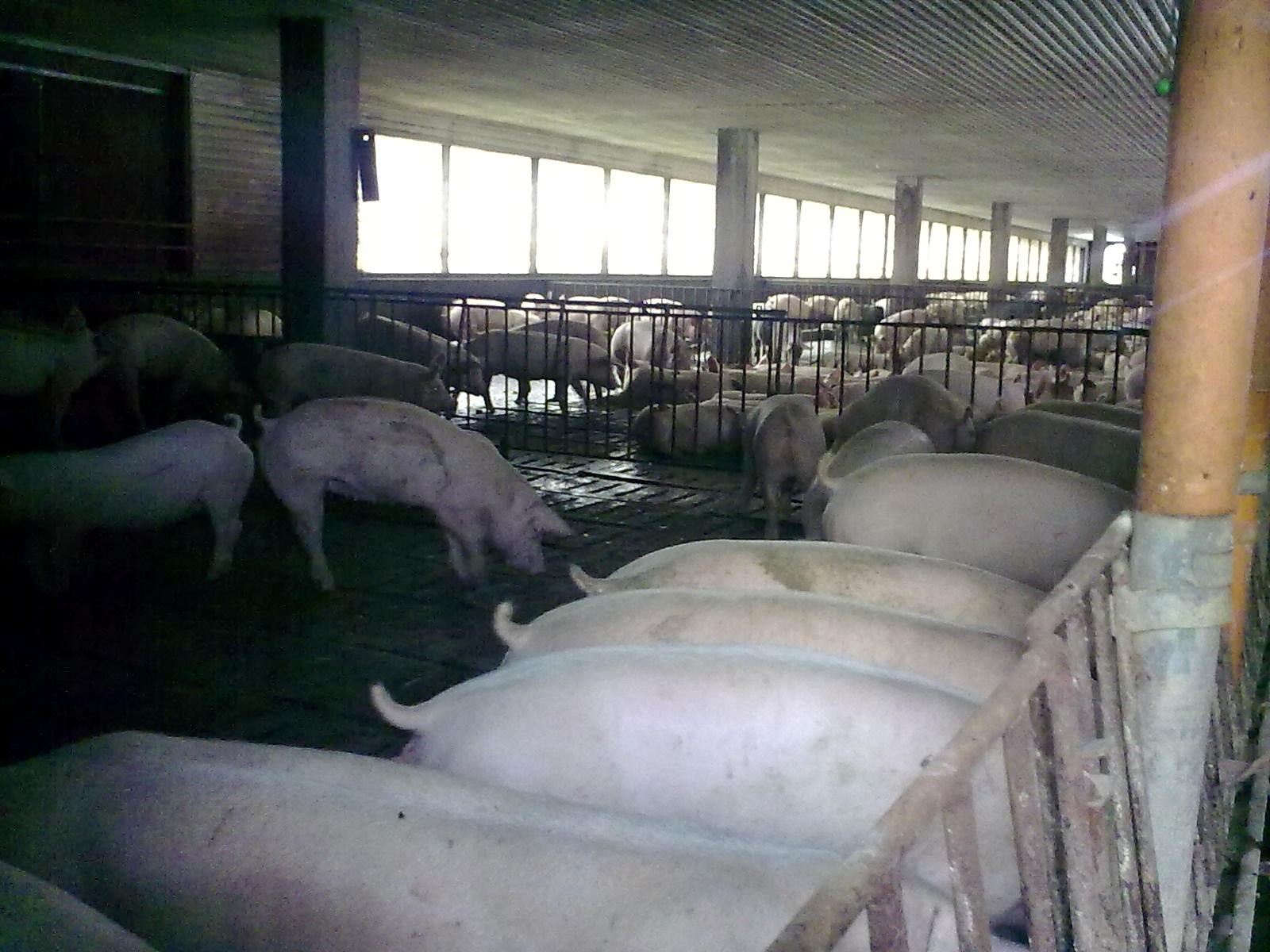 Marcela Farm - Lourdes