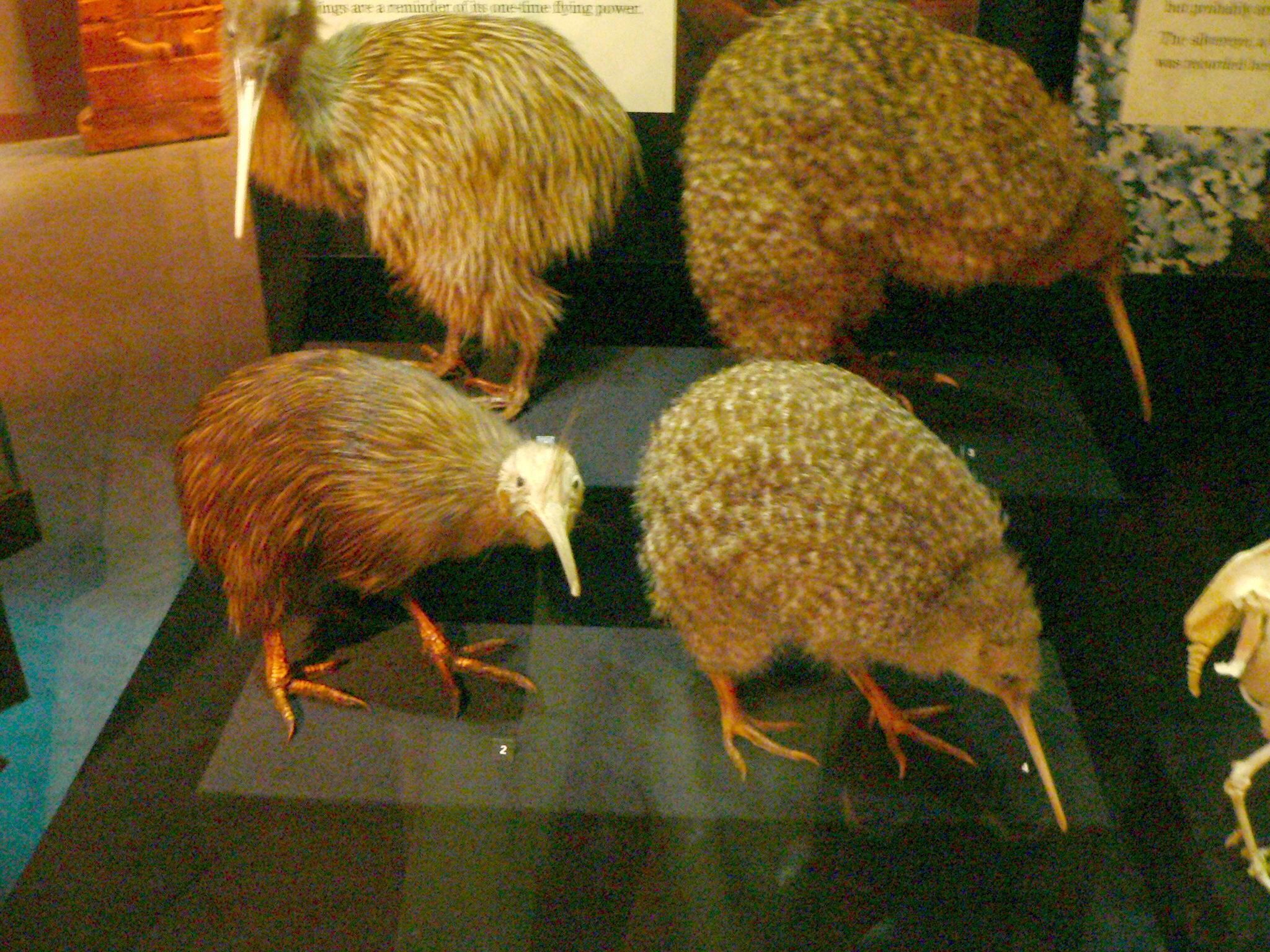 Te Papa Tongarewa Museum - Wellington