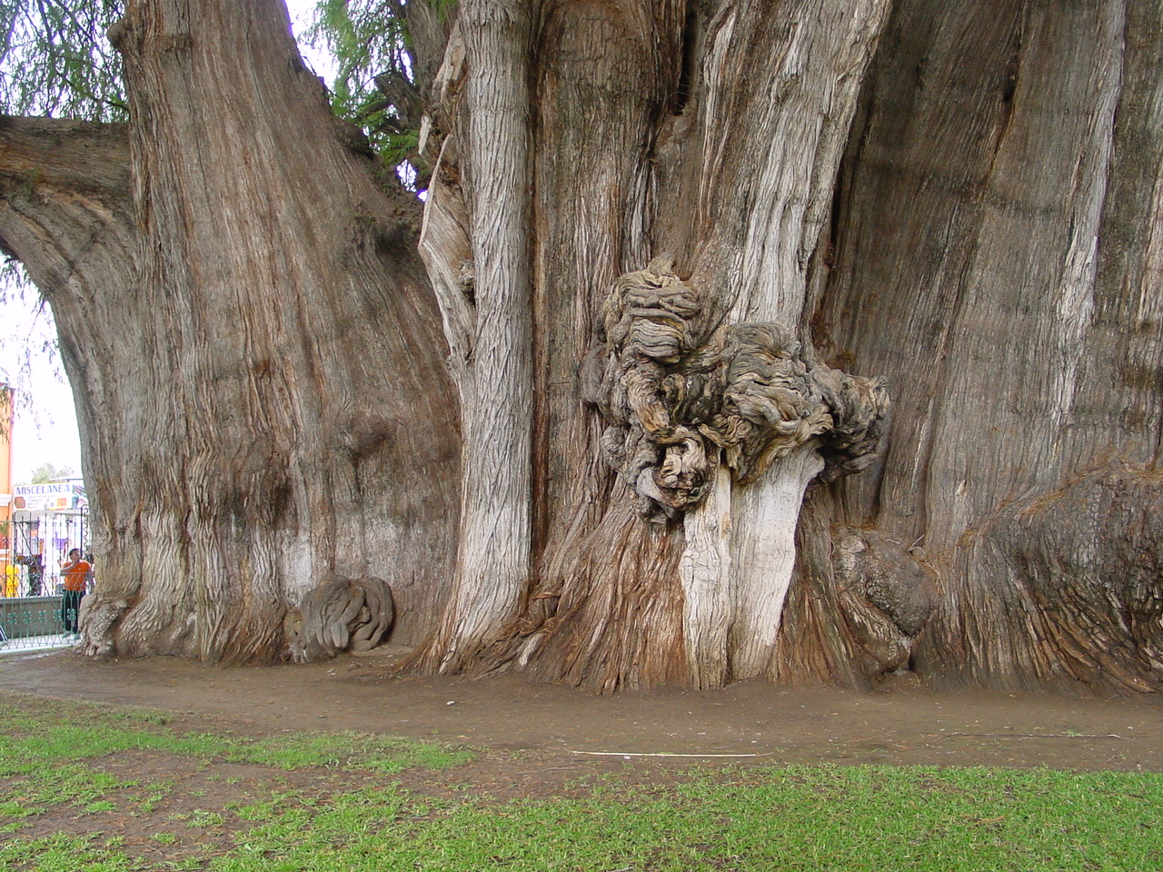 Árbol del Tule - EL TULE