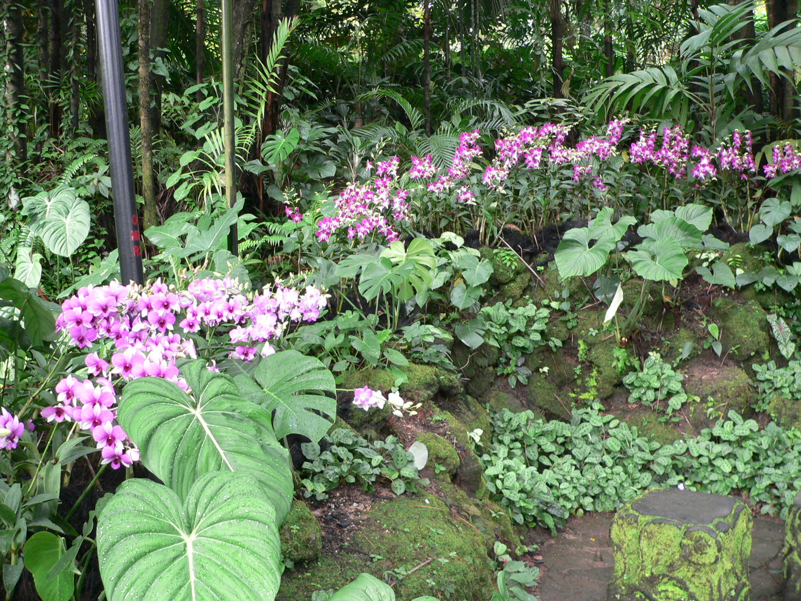 Singapore Botanic Gardens - Republic of Singapore