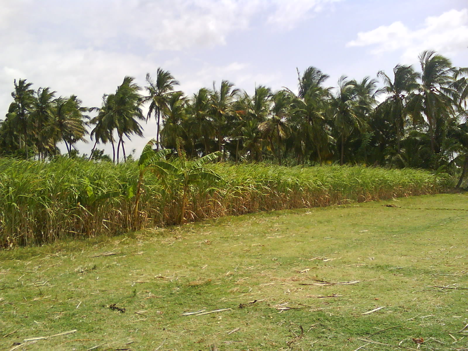 pappathi amman kovil malampalayam vanniyaur kuladeivam