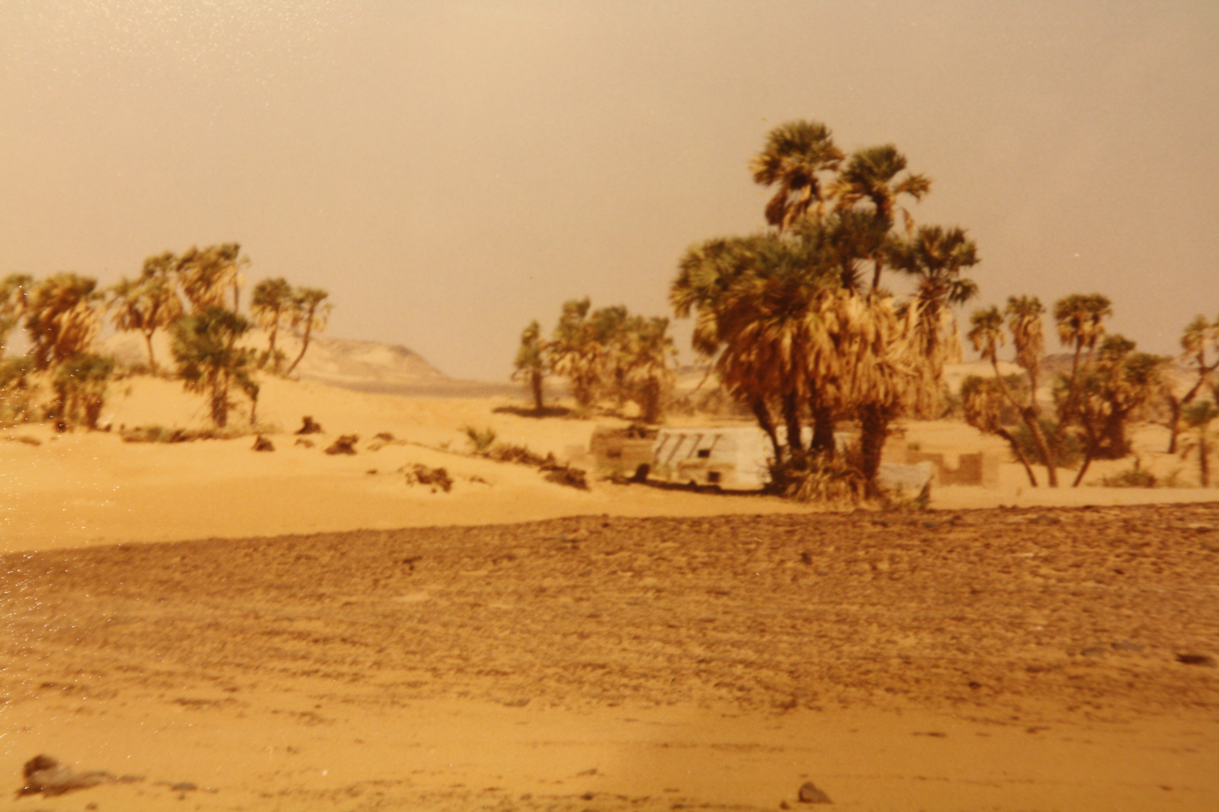 Oasis