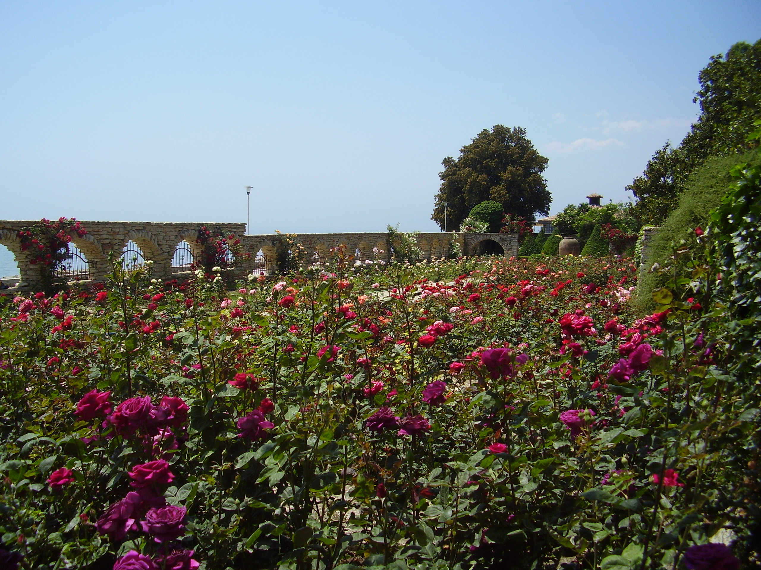Rose's garden - Balchik