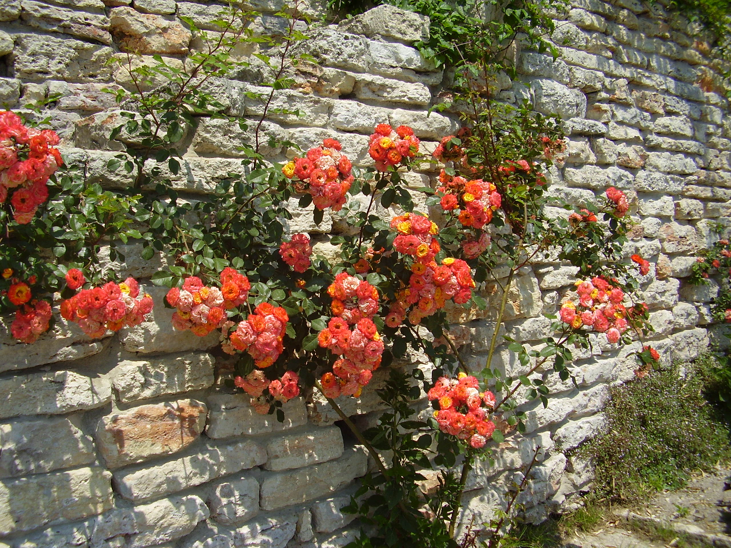 Rose's garden - Balchik