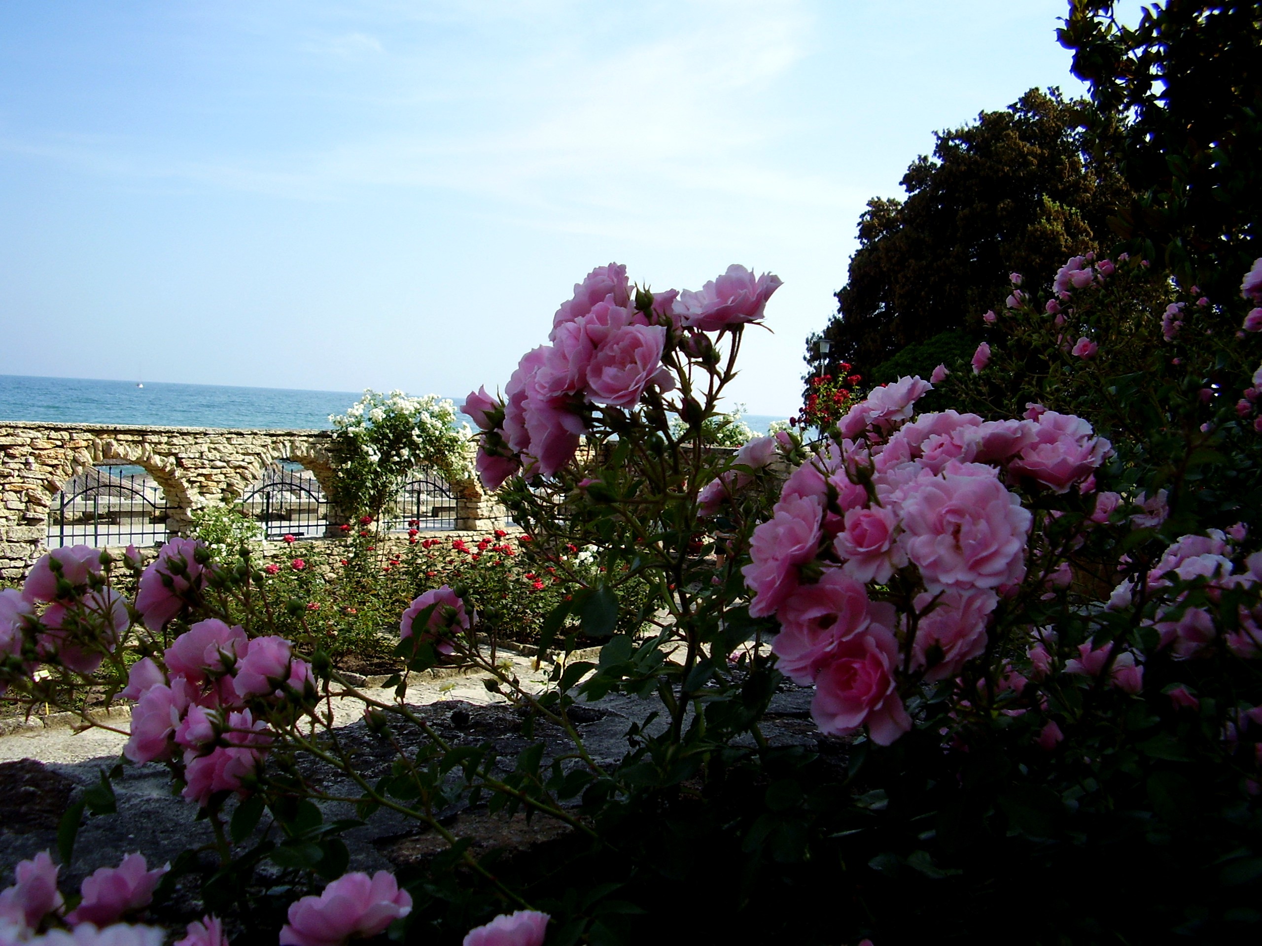 Rose's garden - Balchik