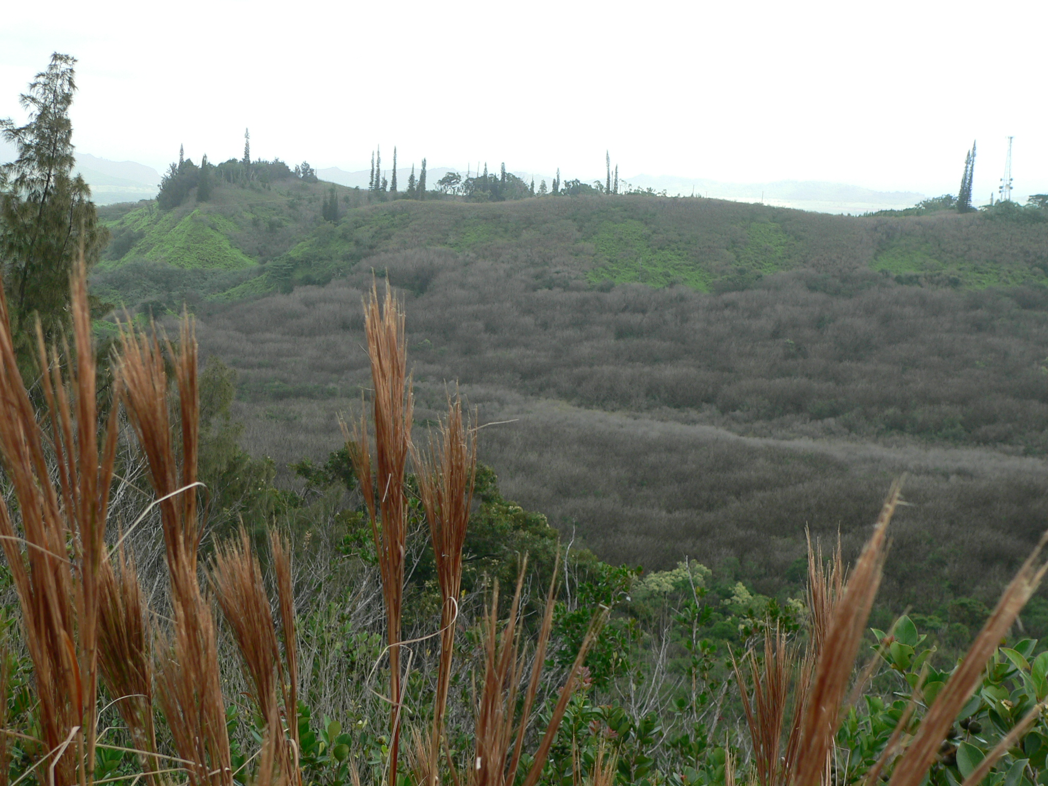 Kilohana Crater | volcanic crater / caldera