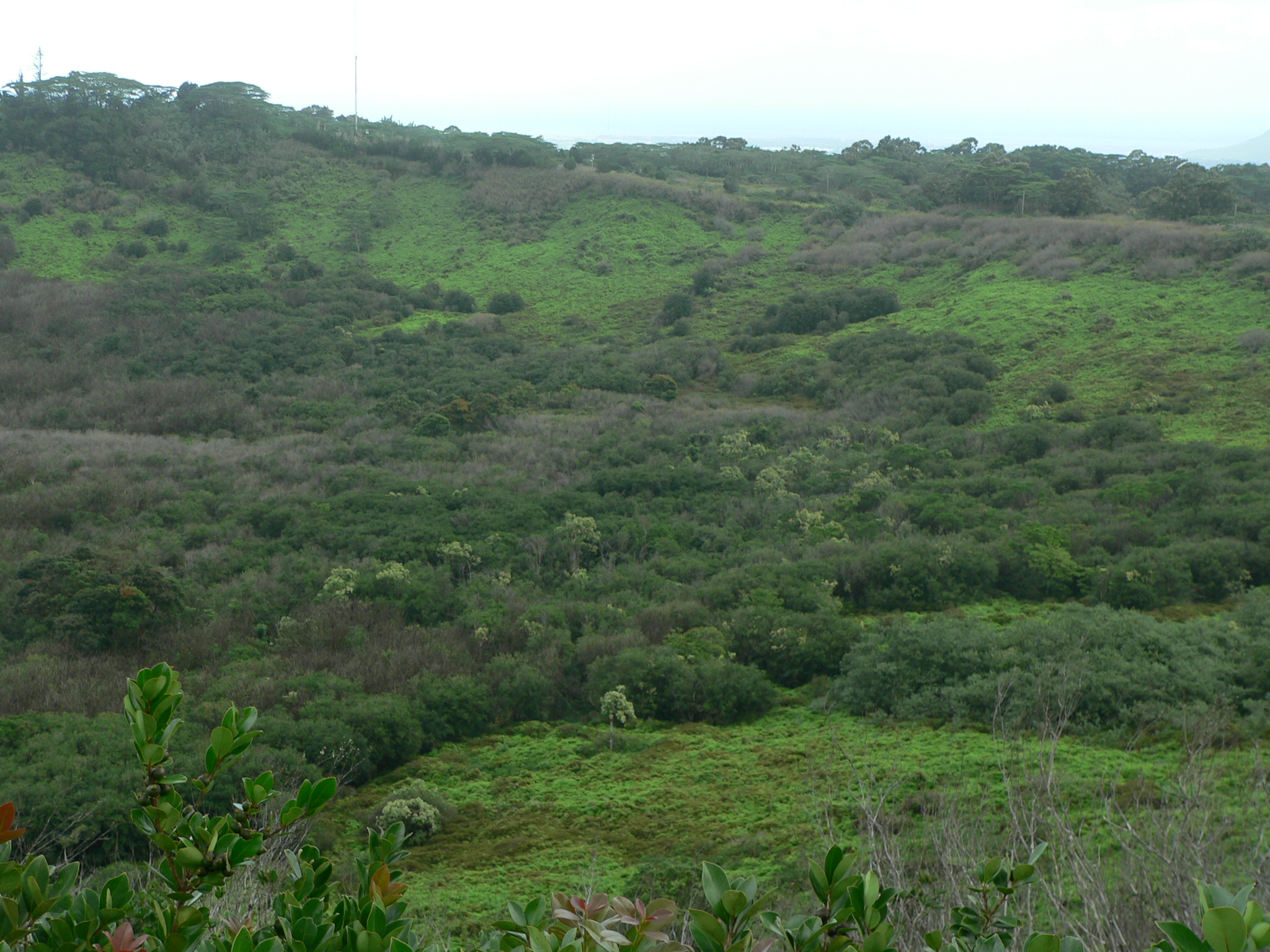 Kilohana Crater | volcanic crater / caldera