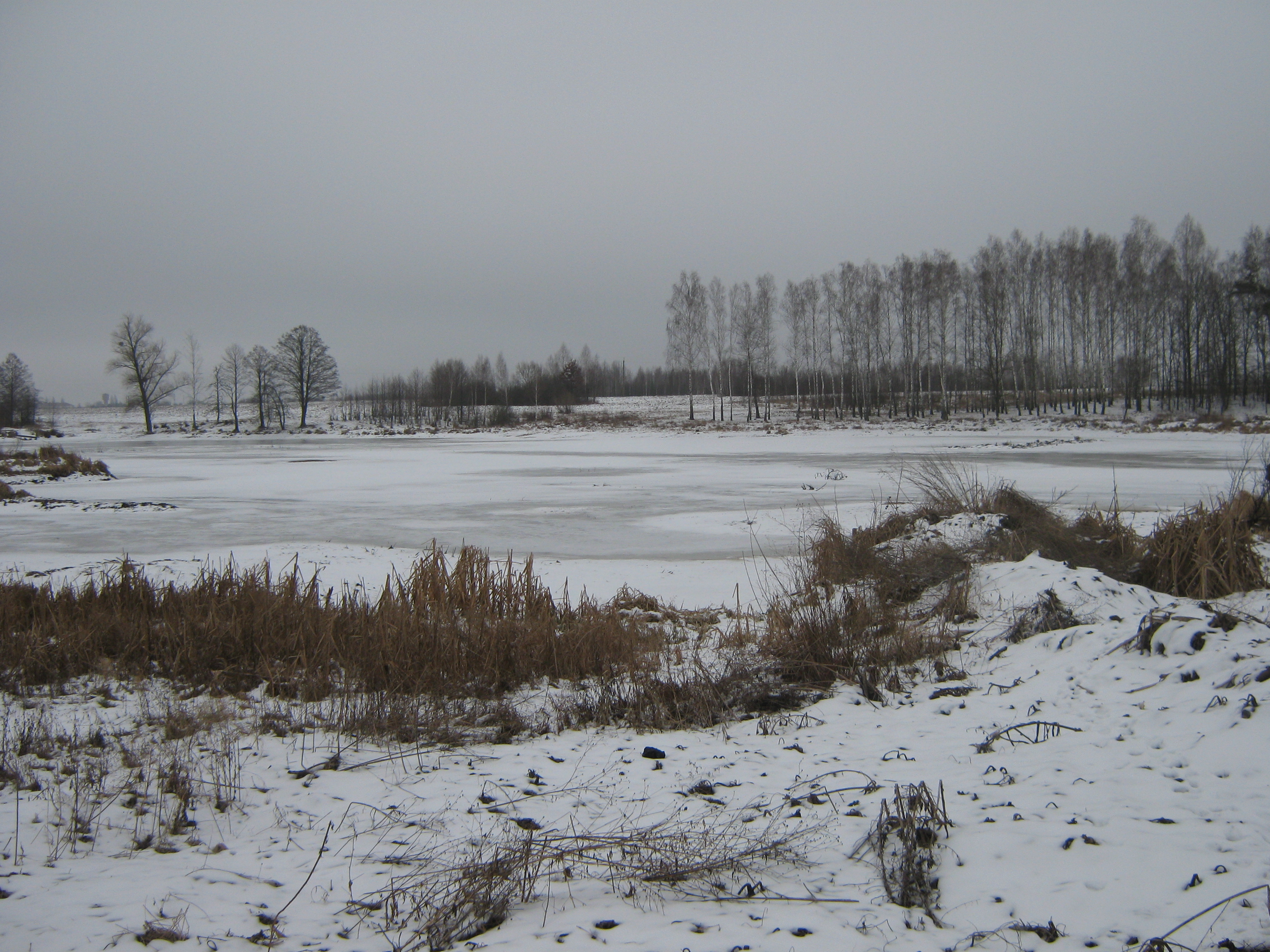 Pond - Kozhukhivka