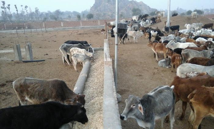 Shiv Mohan Gaushala | gaushala / goshala