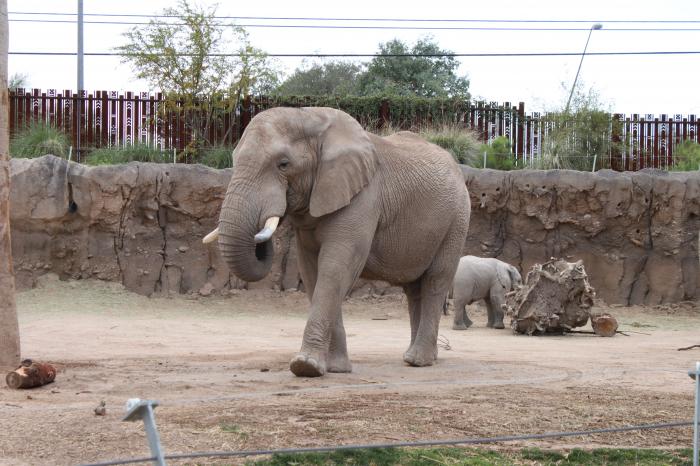 African Bush Elephant - Tucson, Arizona
