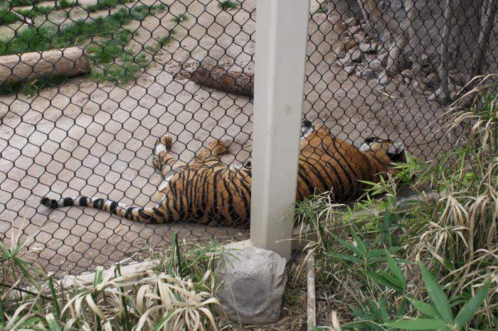 Malayan Tiger - Tucson, Arizona | zoo enclosure / exhibit