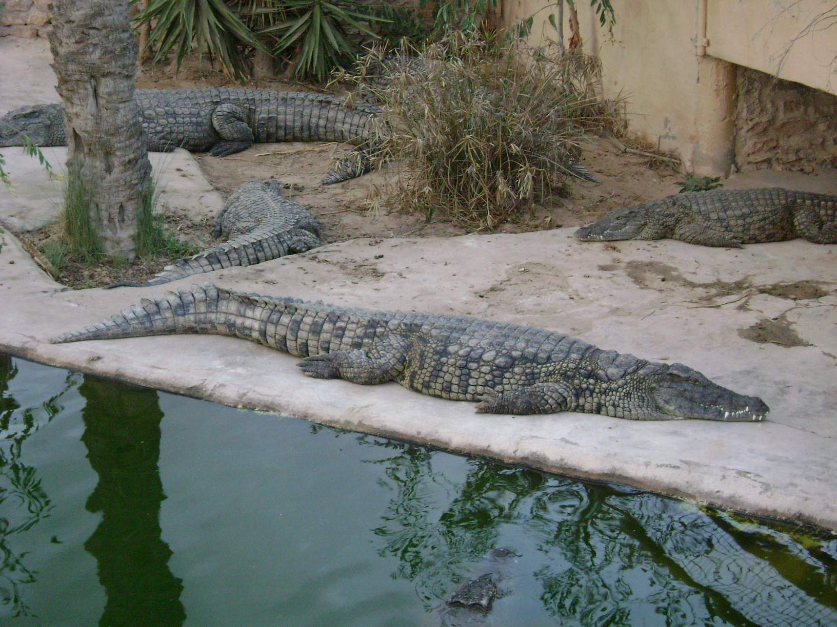 The crocodile's farm.