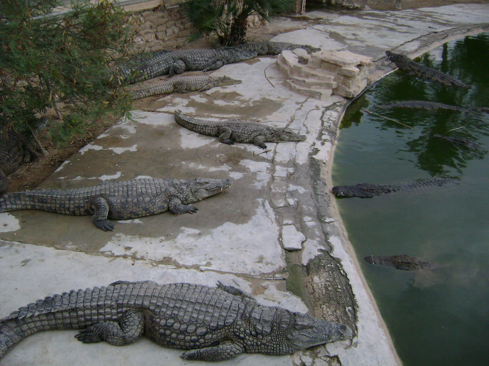 The crocodile's farm.