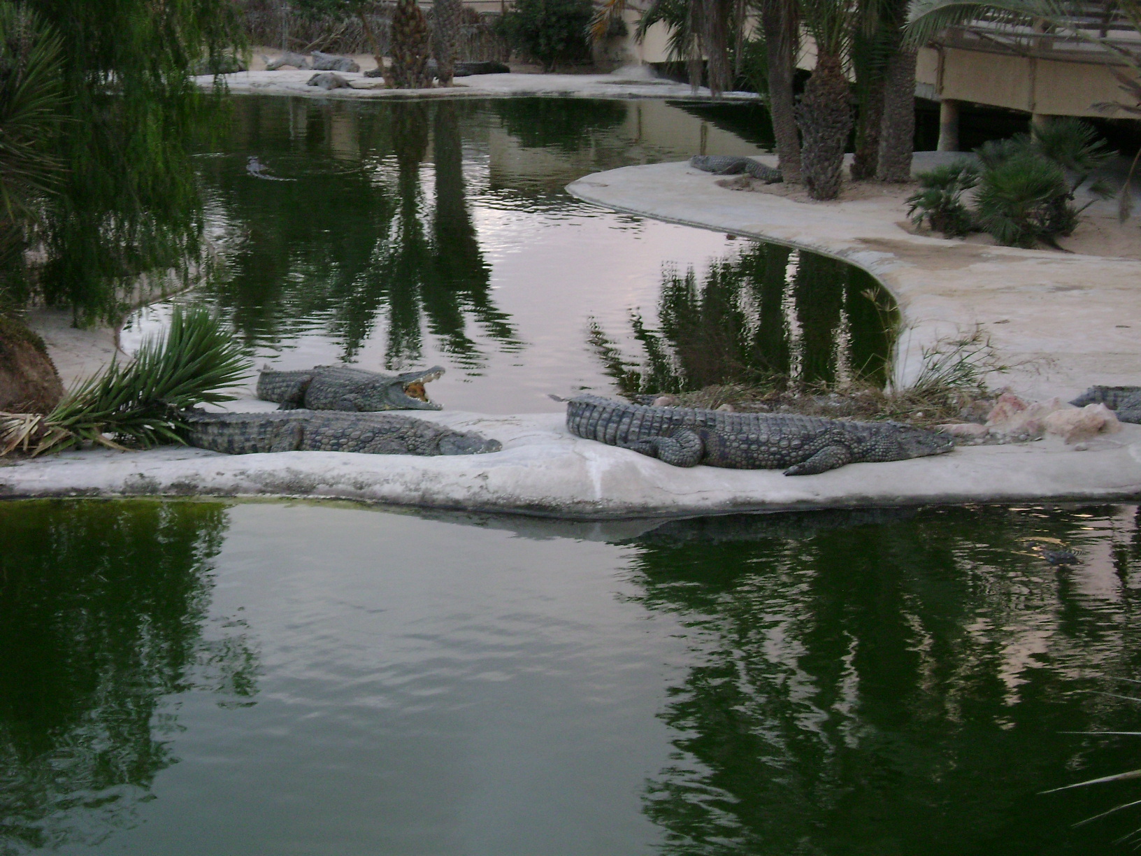 The crocodile's farm.