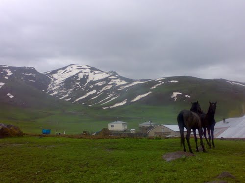 EKİNCEK (SEVİK)