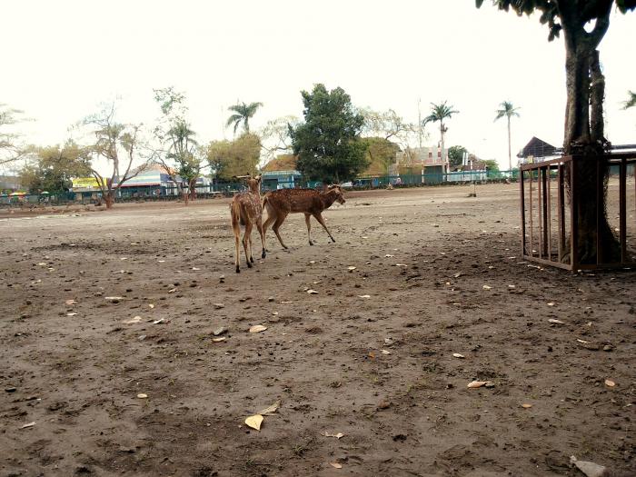 Kandang Rusa Totol (Axiz Axis) - Klaten