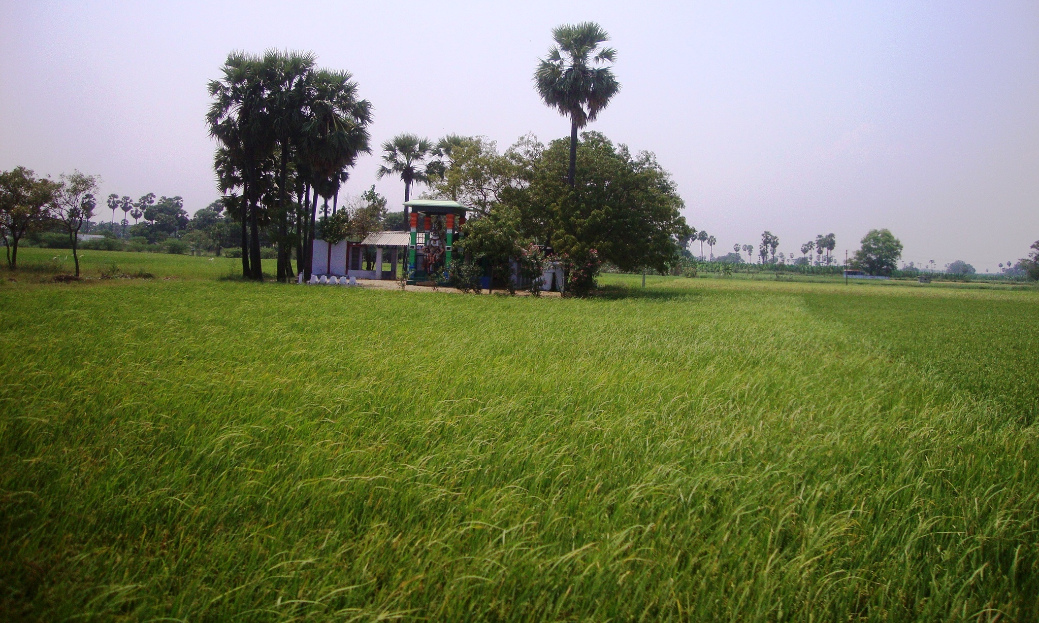 Manakkadu Tharuvai Sri Sudalaimadaswami temple