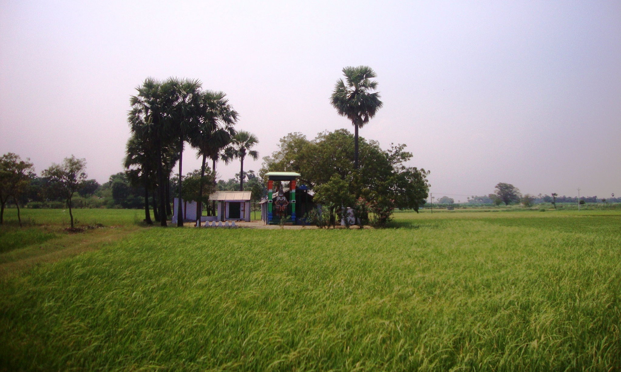 Manakkadu Tharuvai Sri Sudalaimadaswami temple