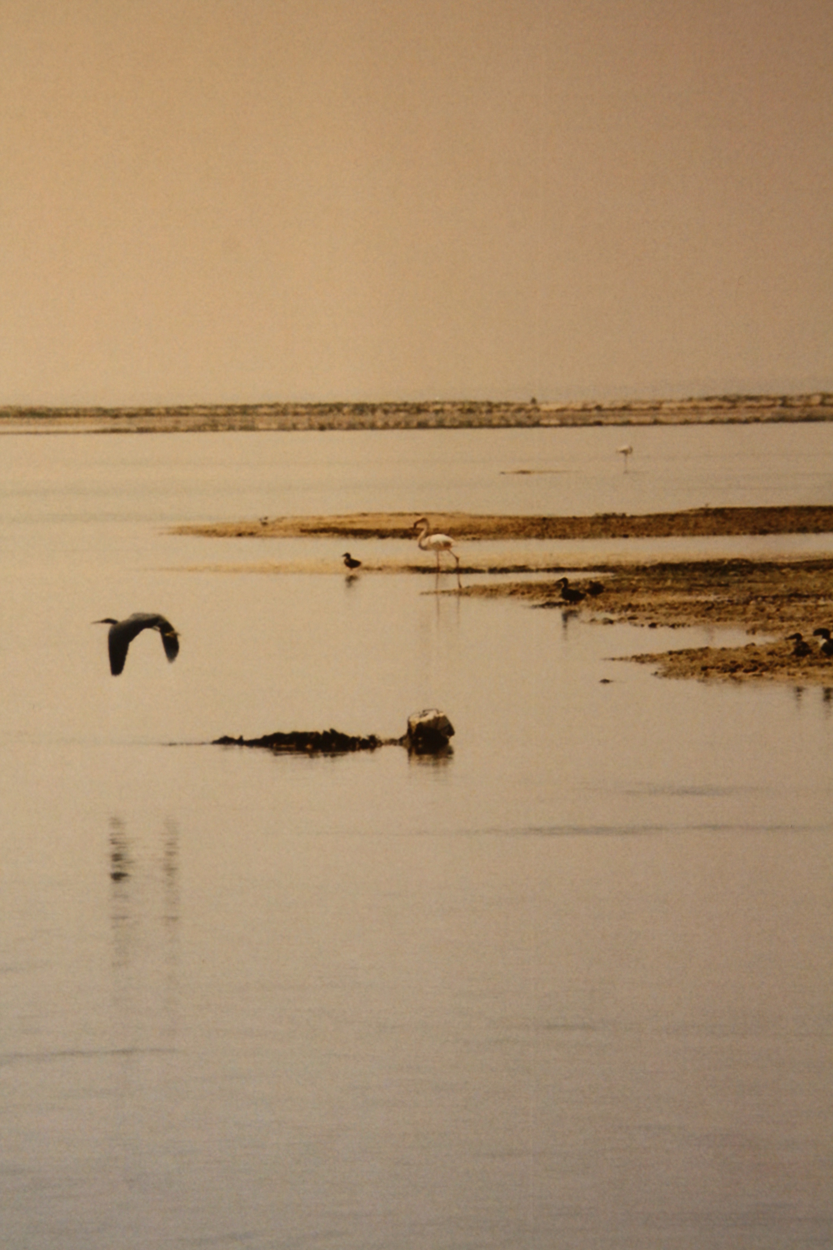 Al Jazir Lagoon