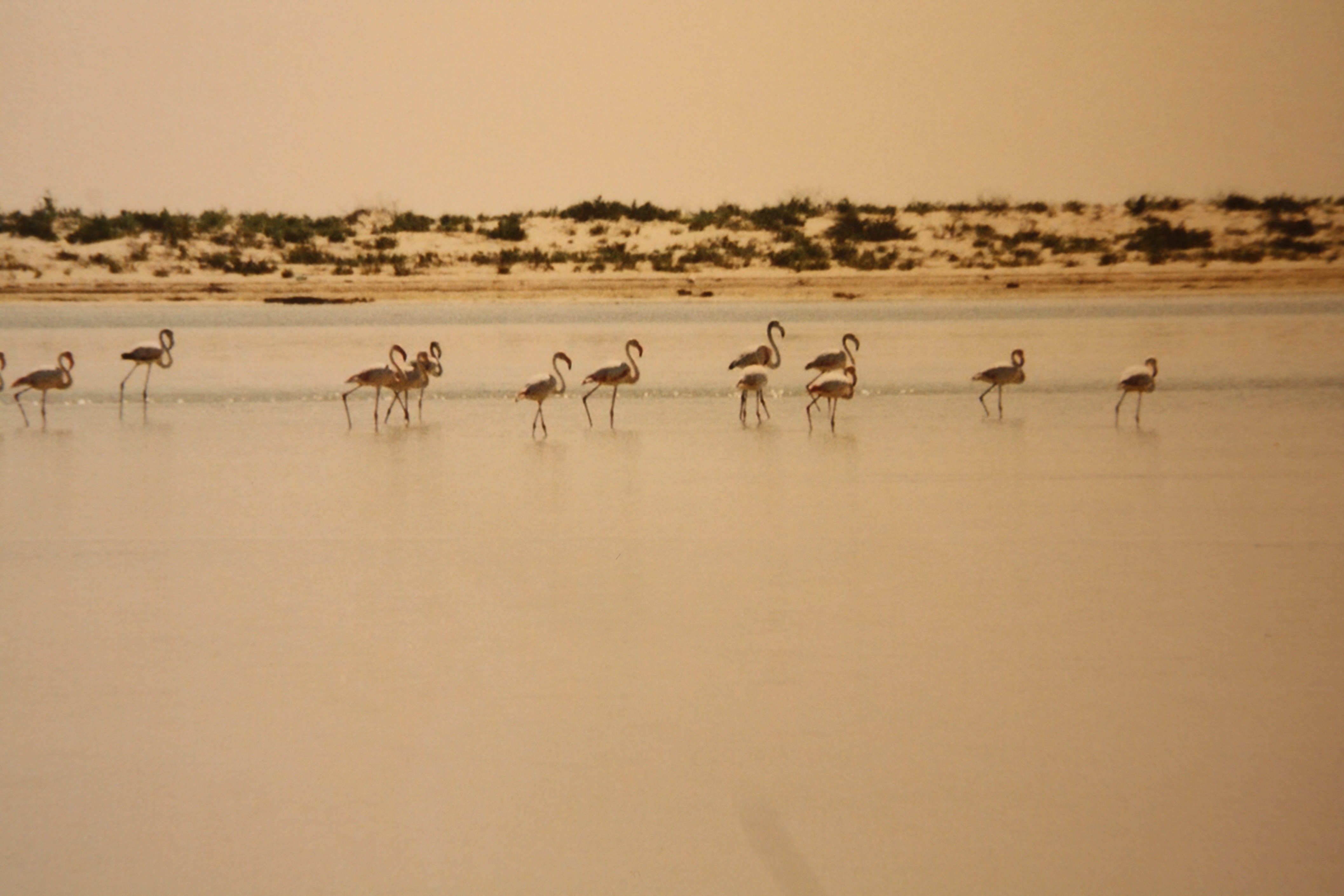 Al Jazir Lagoon